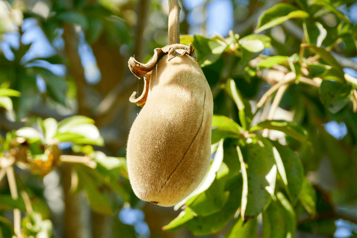 Baobab Benefits & Side Effects: Six Must-Know Facts - Erbology