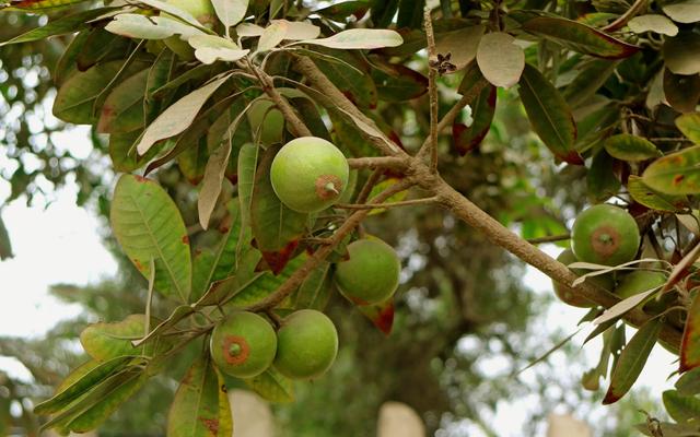 Lucuma Health Benefits, Uses and Side Effects - Erbology