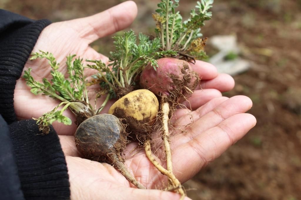 Maca root: Benefits, Uses and Side Effects - Erbology