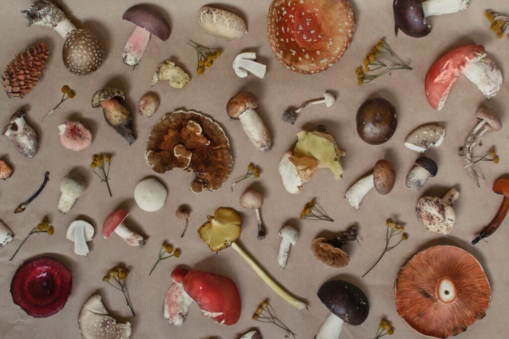 Agaricus Blazei: Benefits, Uses and Side Effects - Erbology Editorial