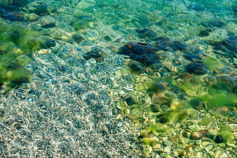 Sea Moss Benefits: Top Health Advantages & Side Effects - Erbology