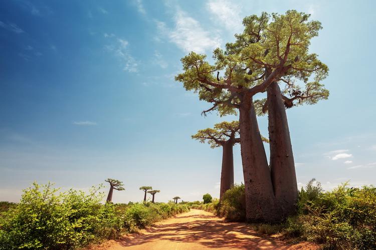 Baobab Benefits & Side Effects: Six Must-Know Facts - Erbology