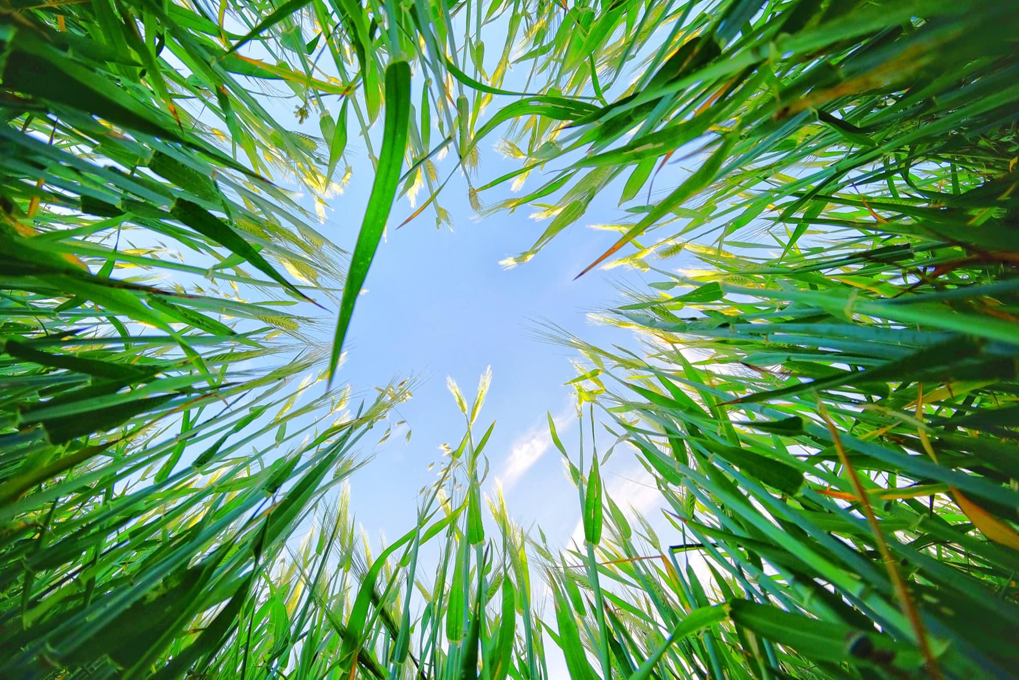 Wheatgrass health benefits, uses and side effects - Erbology