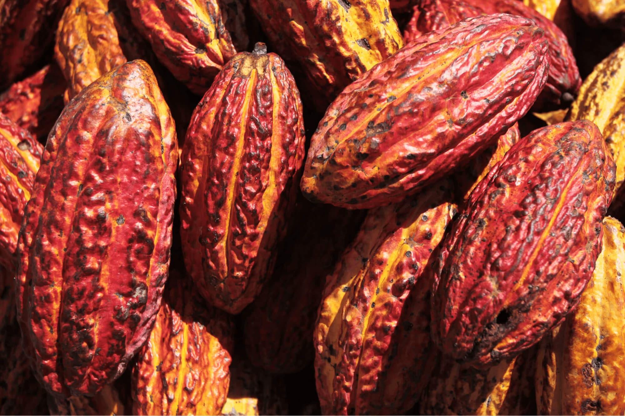 Bienfaits Et Effets Secondaires Du Cacao Cru - Erbology