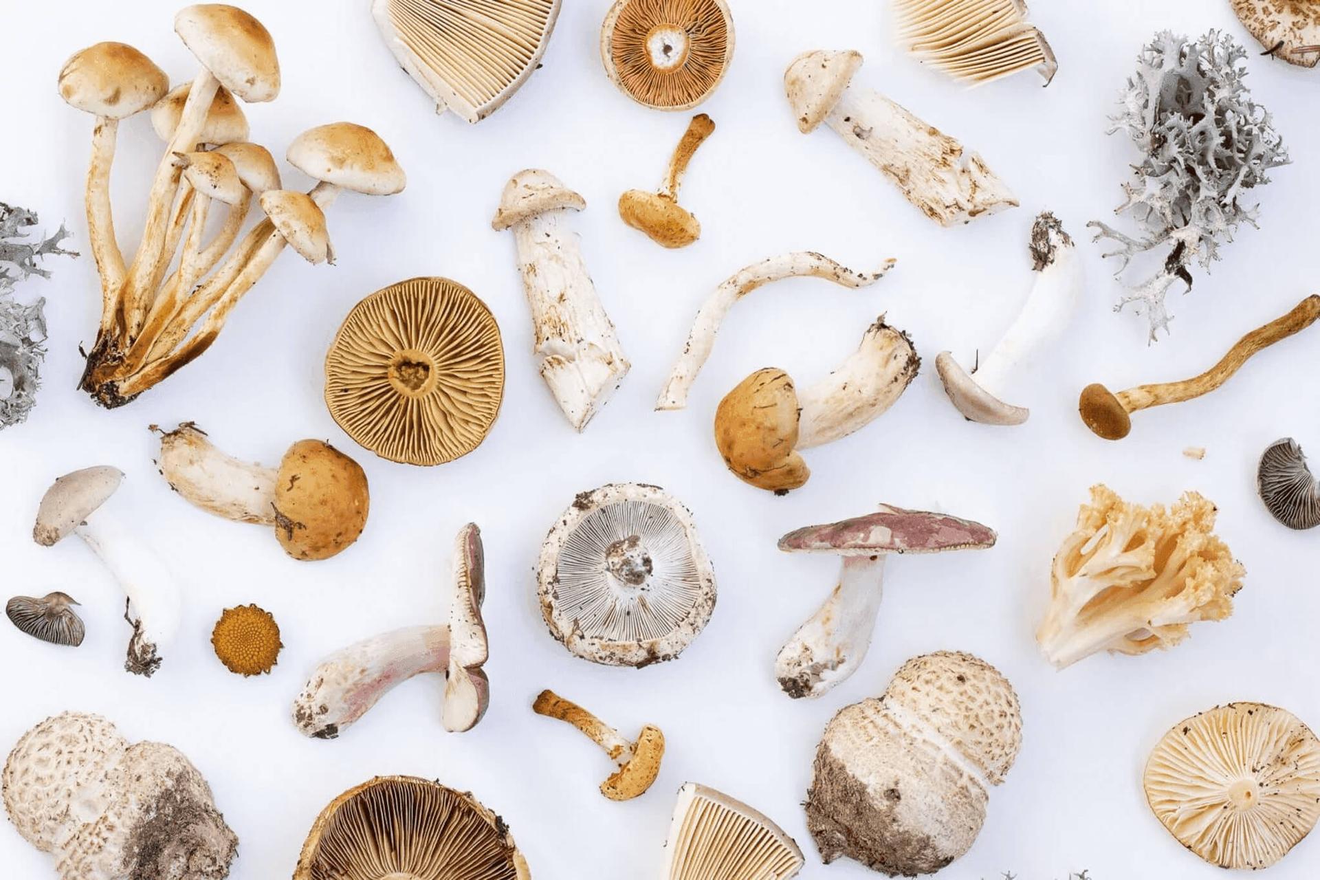 Agaricus Blazei: Benefits, Uses and Side Effects - Erbology Editorial